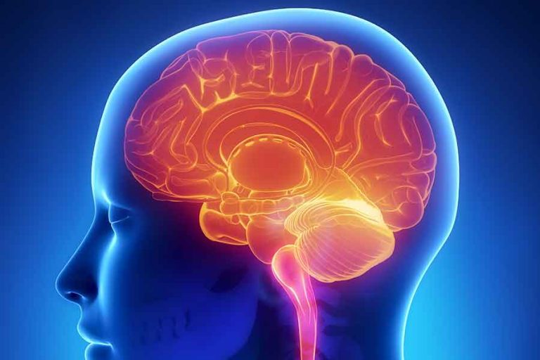 Which Parts of the Brain are Impaired By Alcohol? - Two Dreams